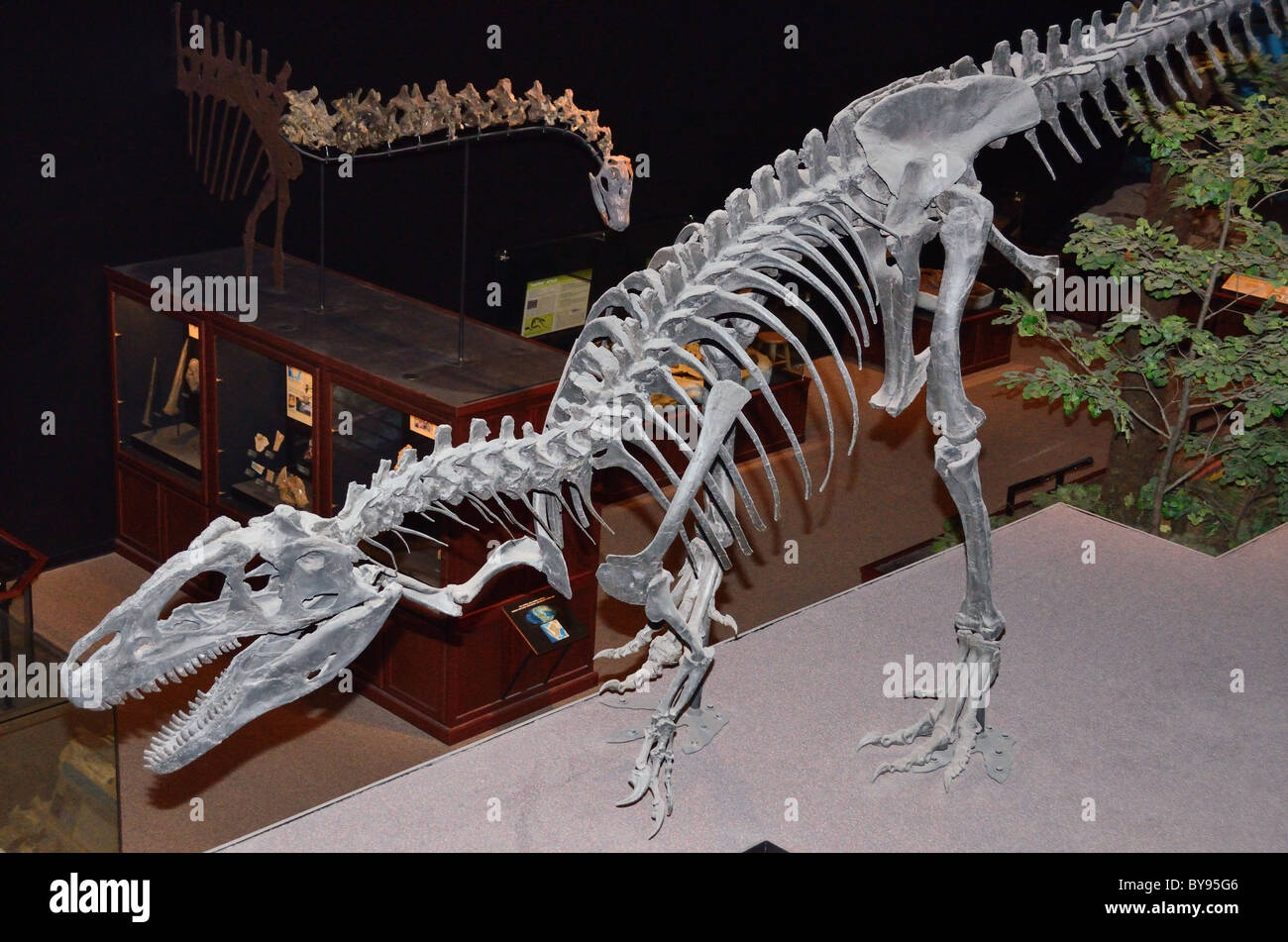 Allosaurus skeleton. Museum of Rockies. Bozeman, Montana, USA Stock ...