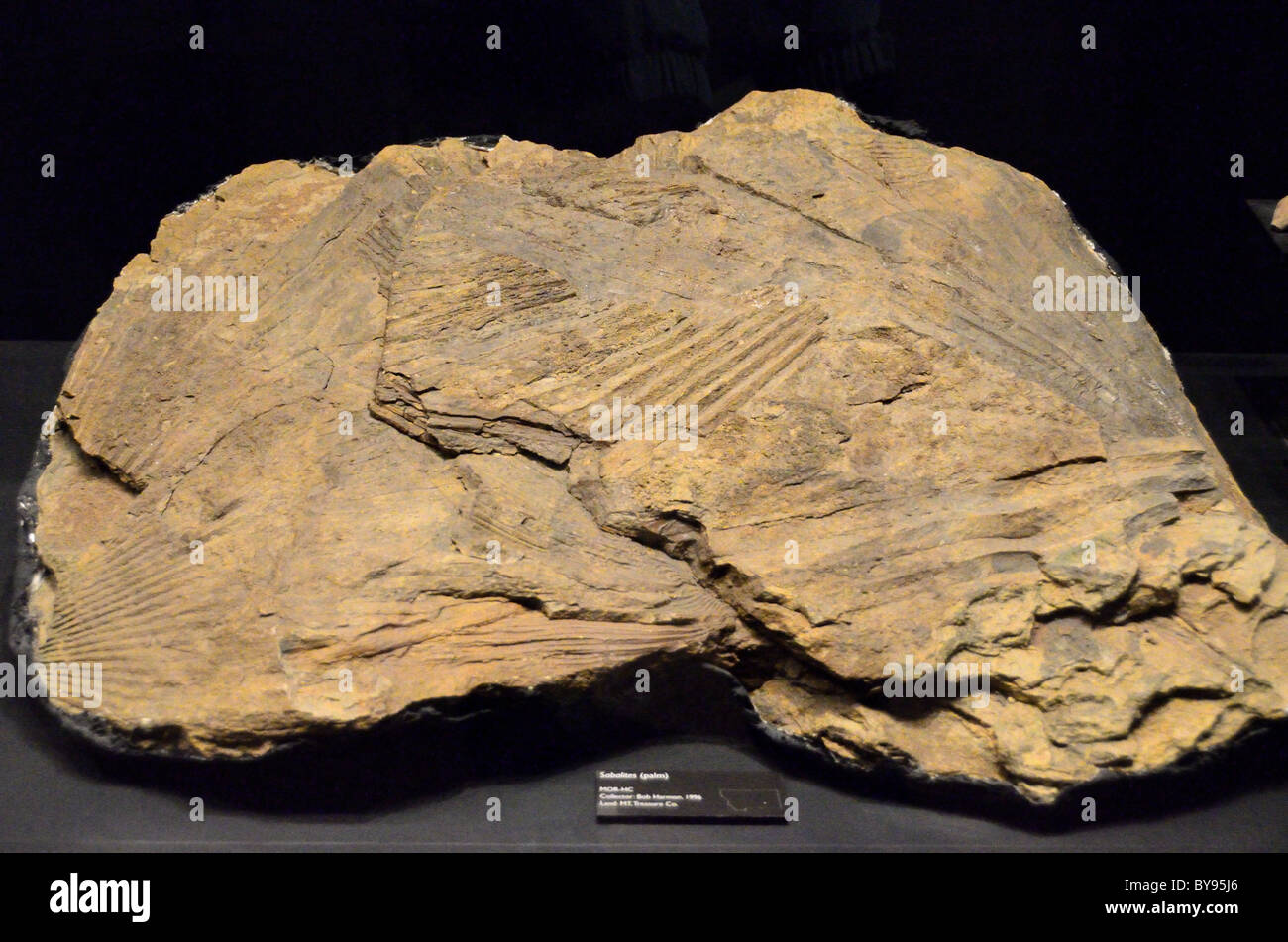 Fossil Sabalites palm plant leaves in mudstone Stock Photo - Alamy