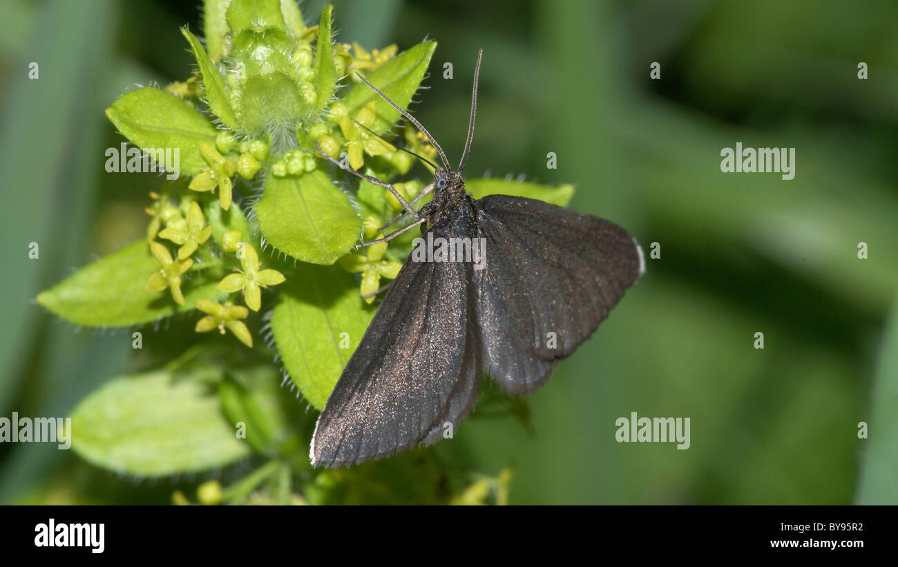 Chimney Sweeper Butterfly Stock Photo - Alamy