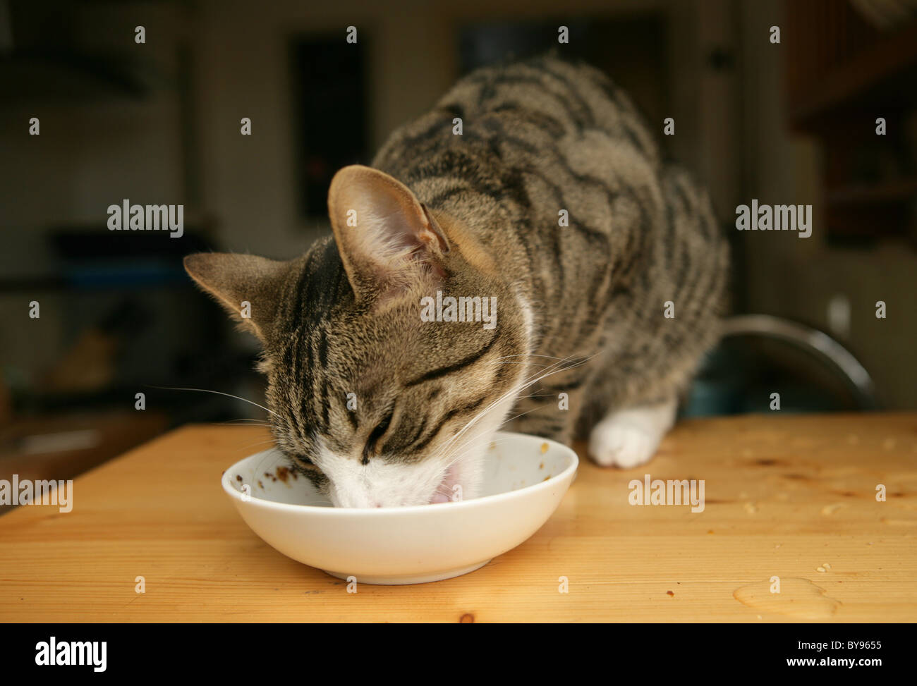 Adult moggy hi-res stock photography and images - Alamy