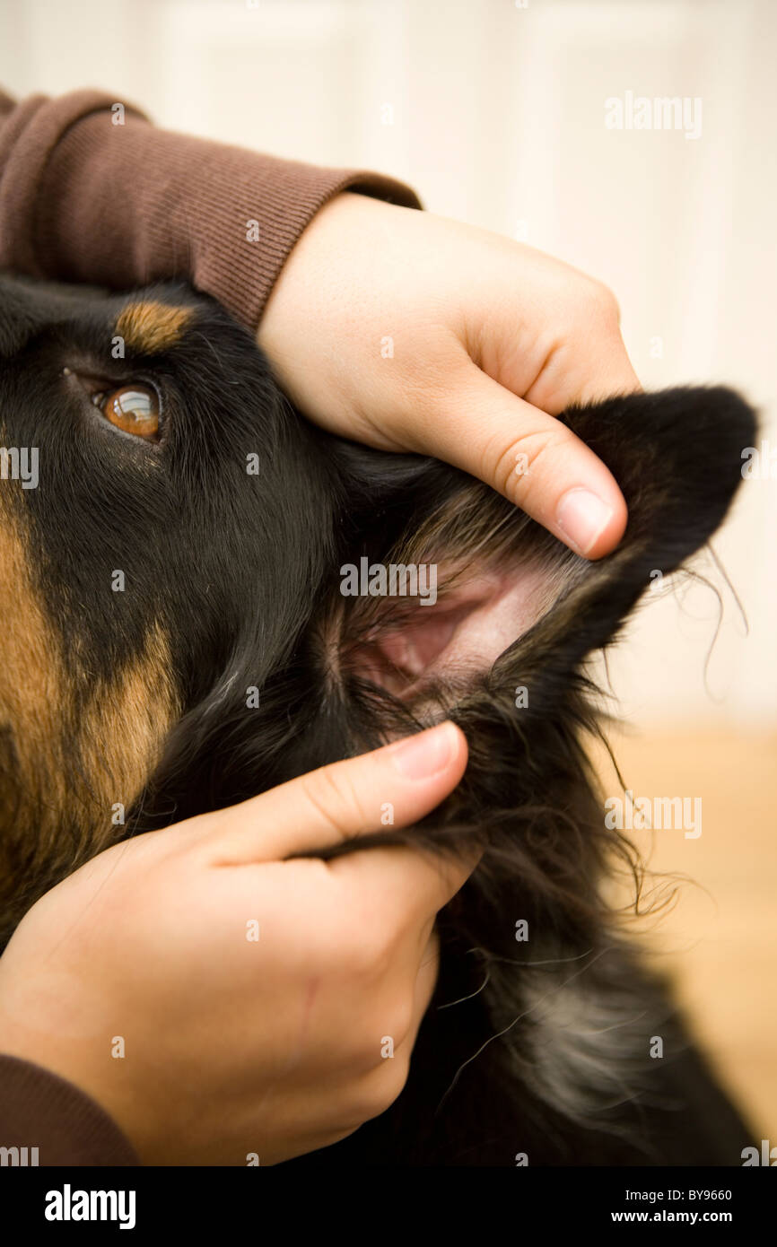 Mongral hi-res stock photography and images - Alamy