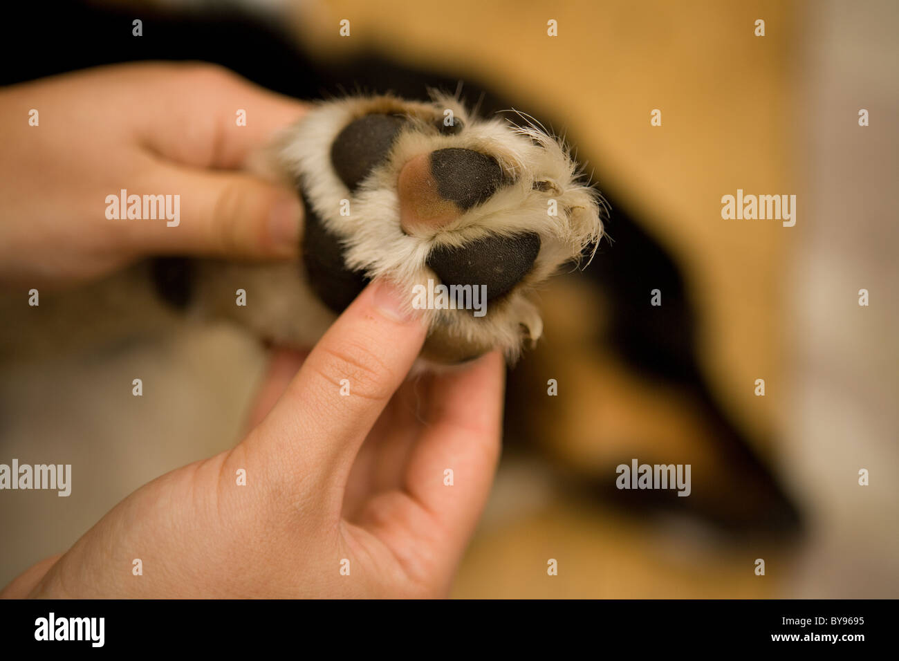 Checking dogs paw Single adult male Indoors Stock Photo - Alamy