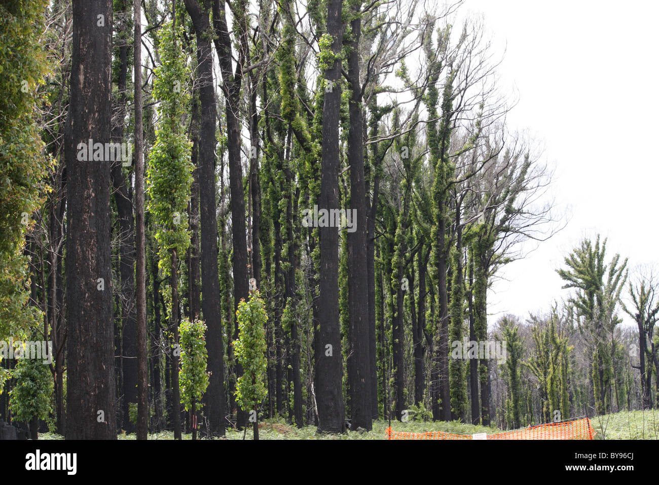 Bush fire re-generation Stock Photo - Alamy