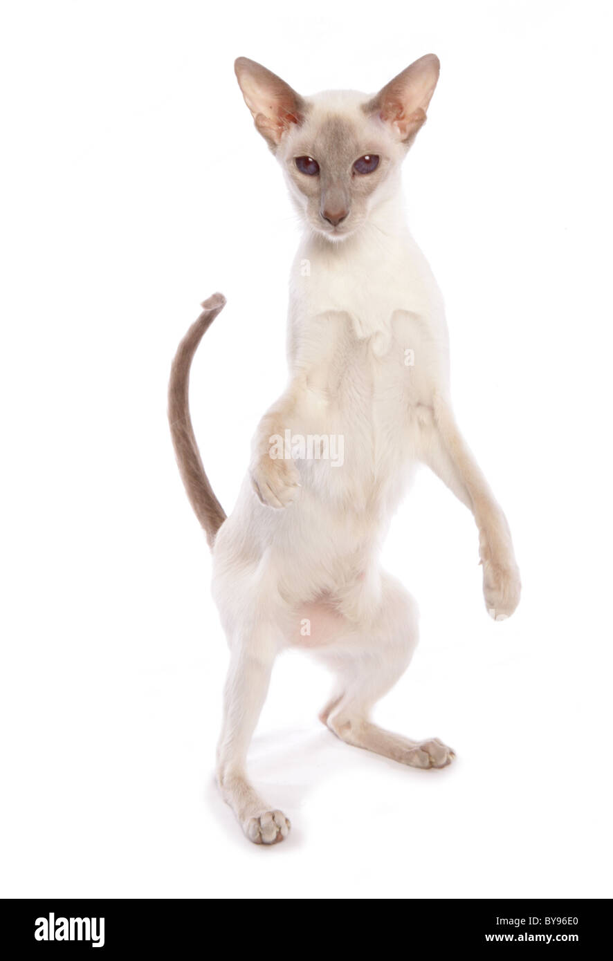 Siamese Cat Single adult female Studio Stock Photo - Alamy