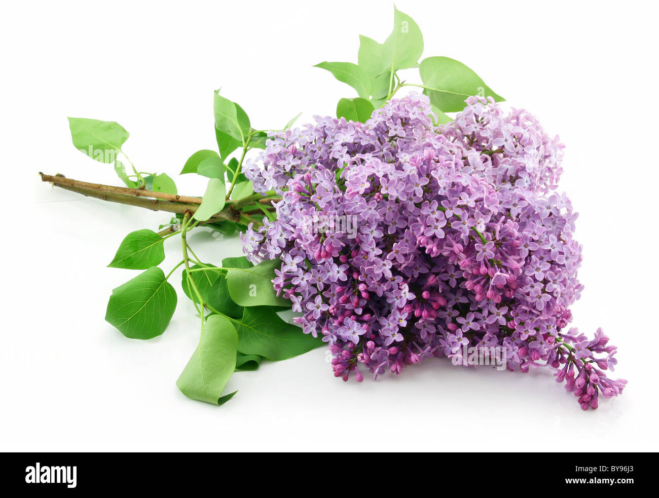 Bunch of Lilac Blossom Isolated on White Stock Photo - Alamy