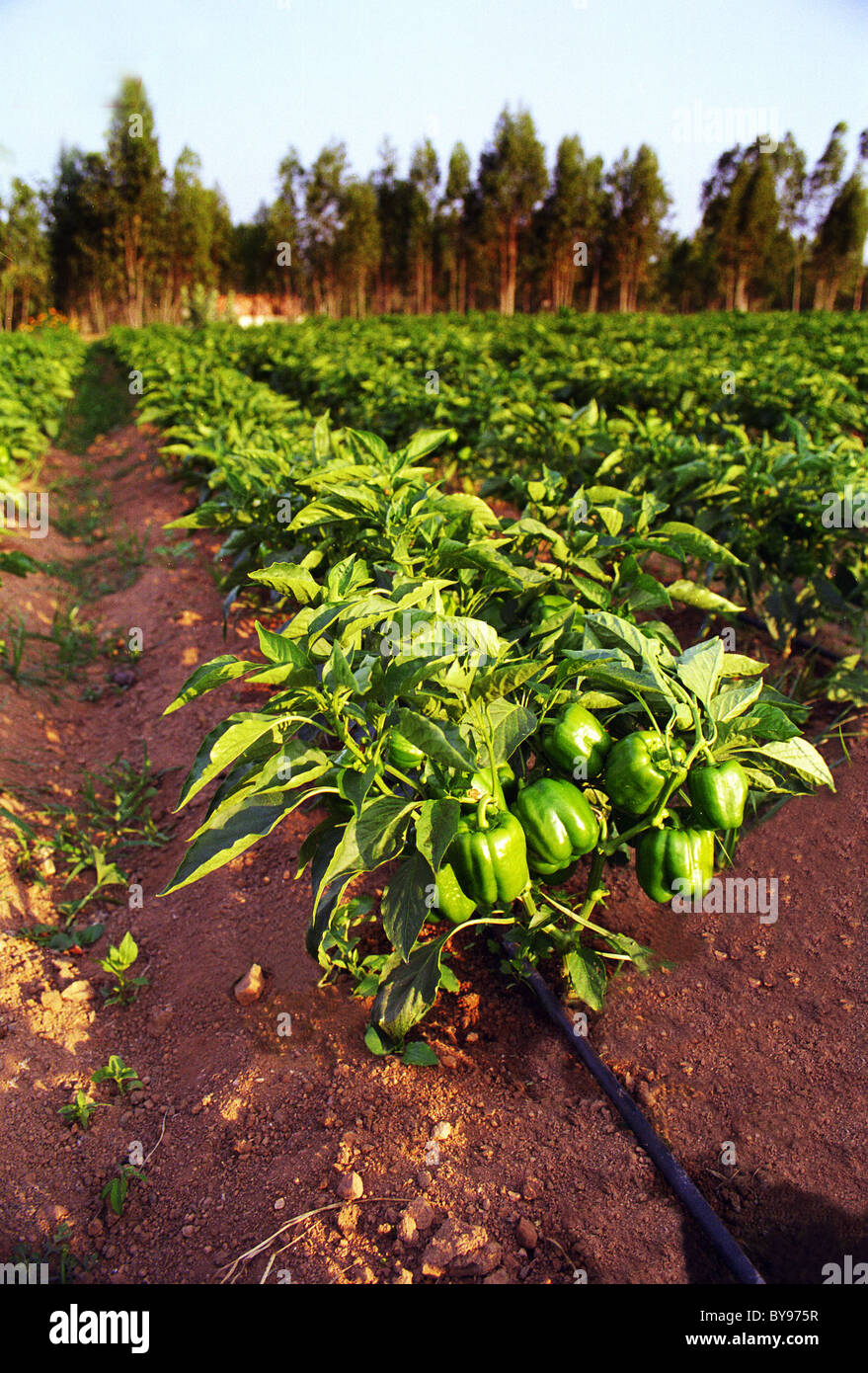 Capsicum crop under drip irrigation Stock Photo - Alamy