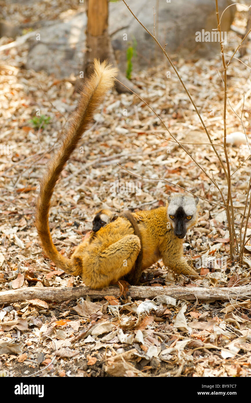 Red-fronted Brown Lemur (Eulemur fulvus rufus) with baby foraging for ...
