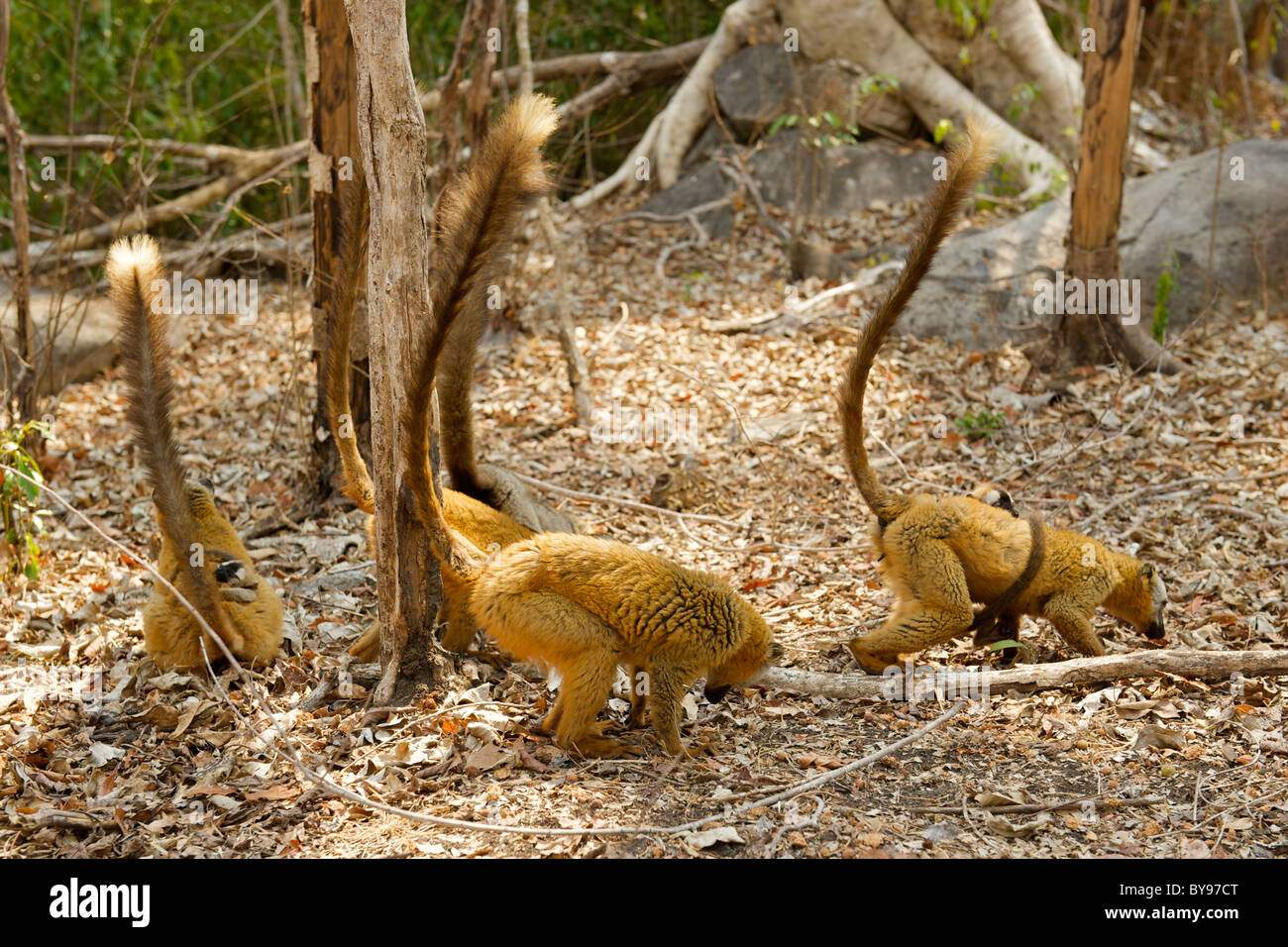 National park in madagascar hi-res stock photography and images - Alamy