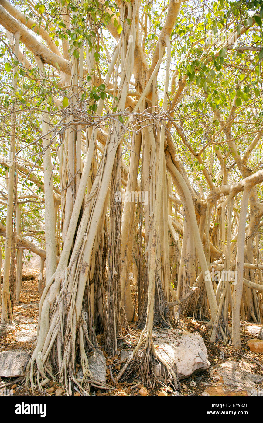 Banyan tree a.k.a. a Strangler Fig (Ficus benghalensis) in ...