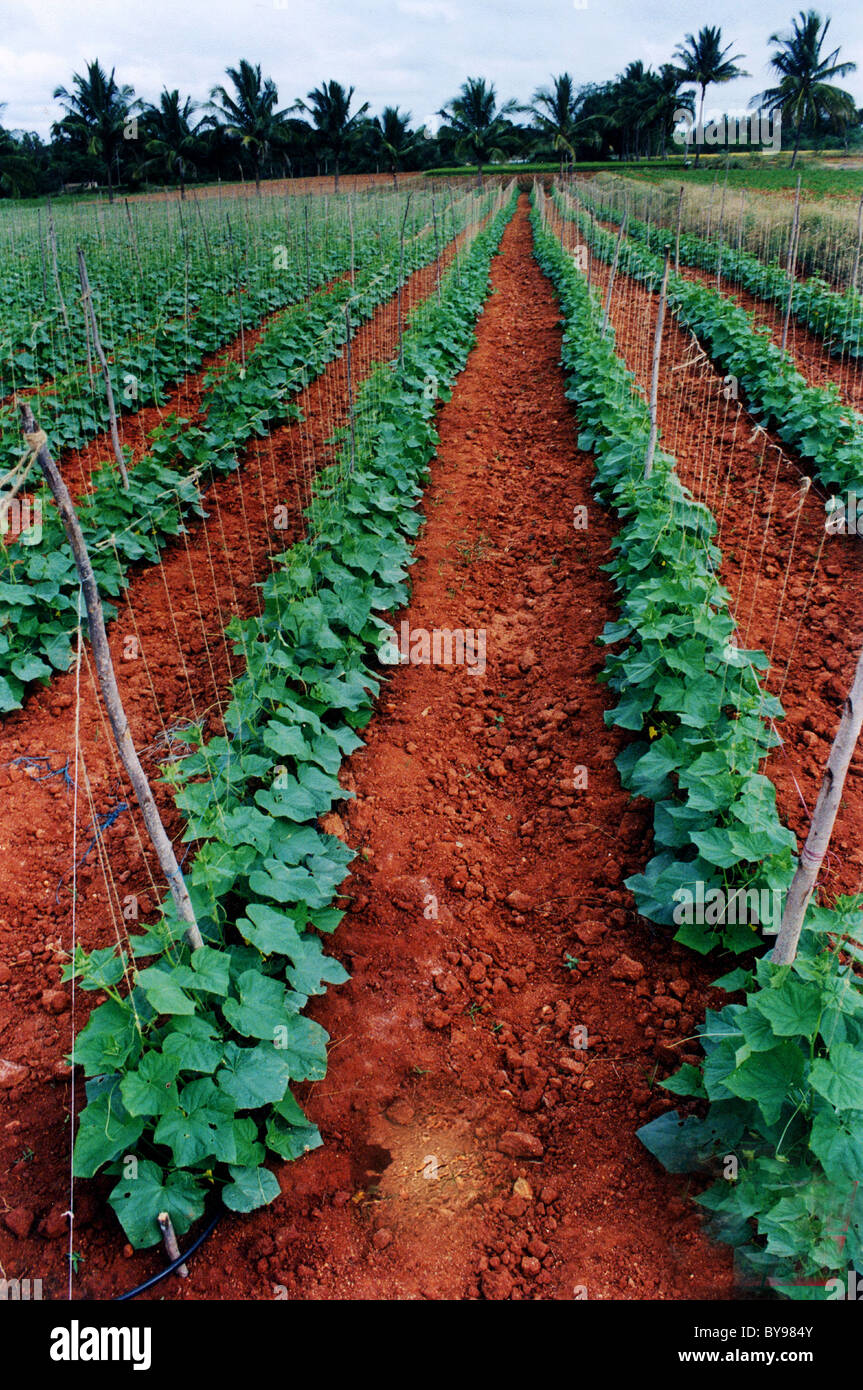 Drip irrigation india hi-res stock photography and images - Alamy