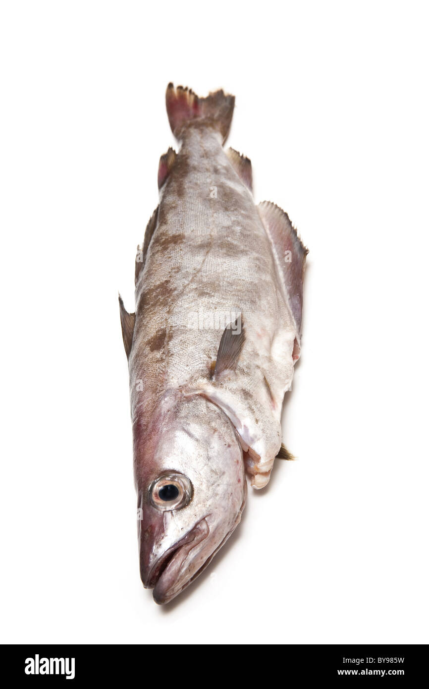 Pollock or Pollack fish isolated on a white studio background Stock ...