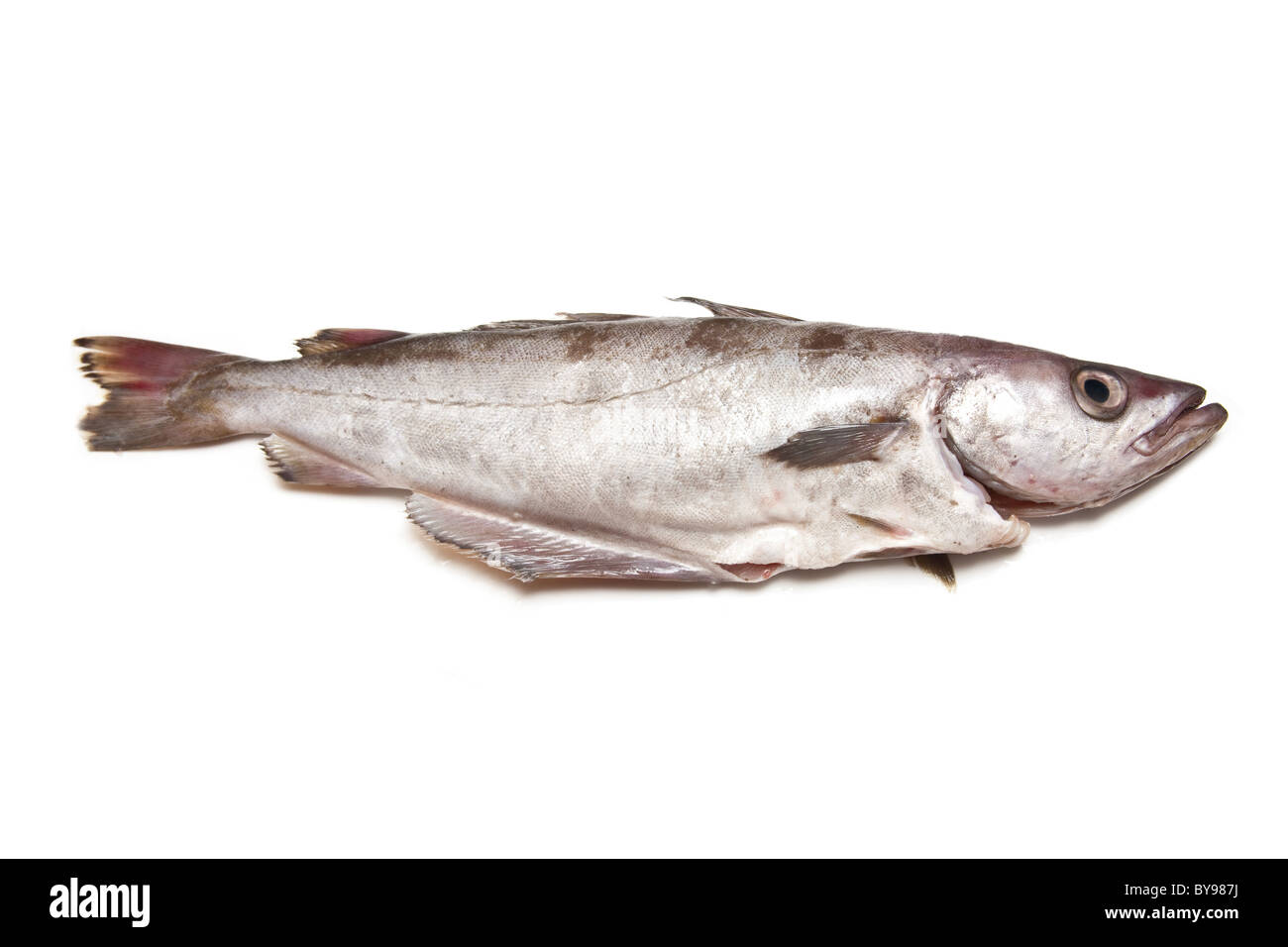 Pollock or Pollack fish isolated on a white studio background Stock ...