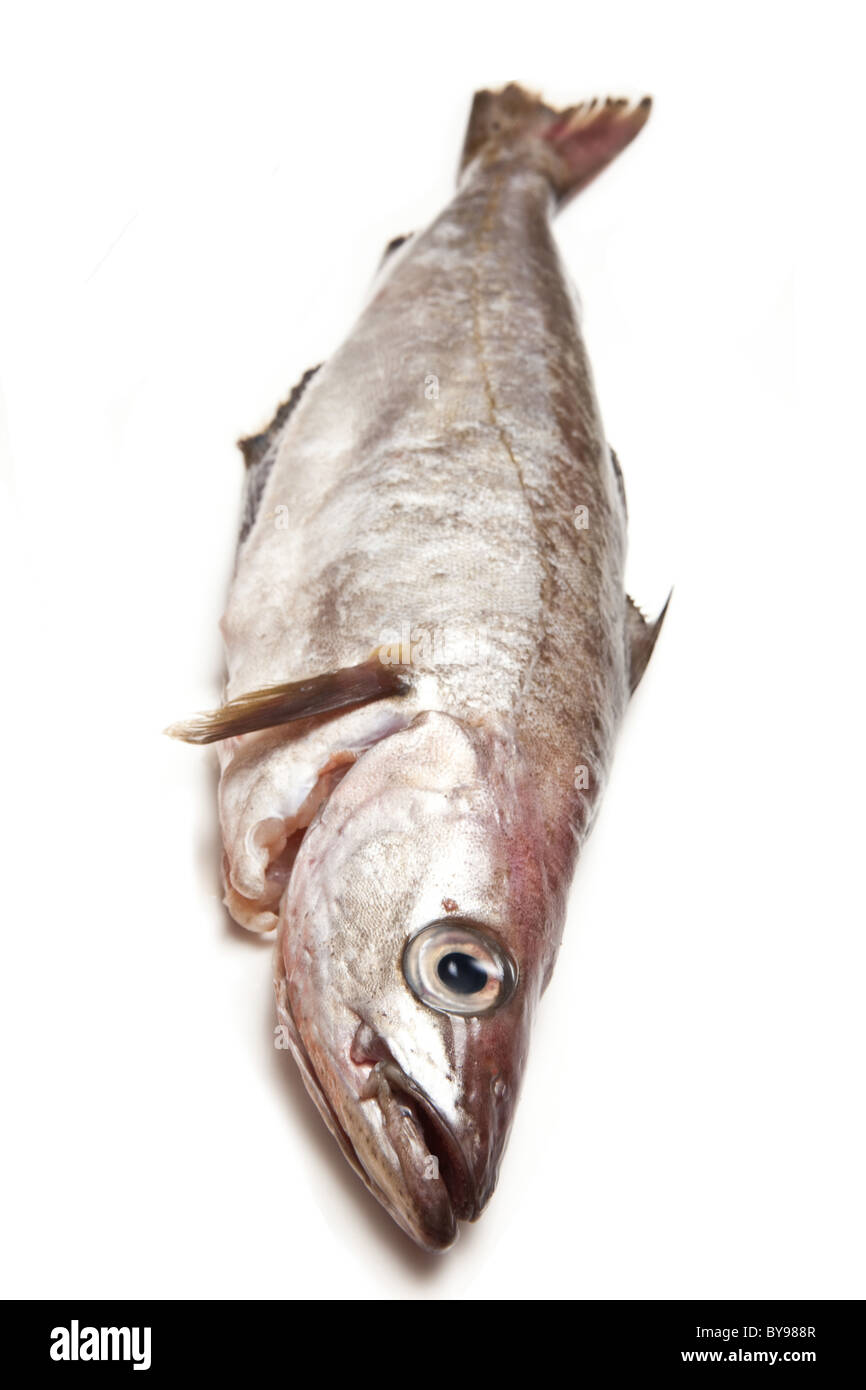 Pollock or Pollack fish isolated on a white studio background Stock ...