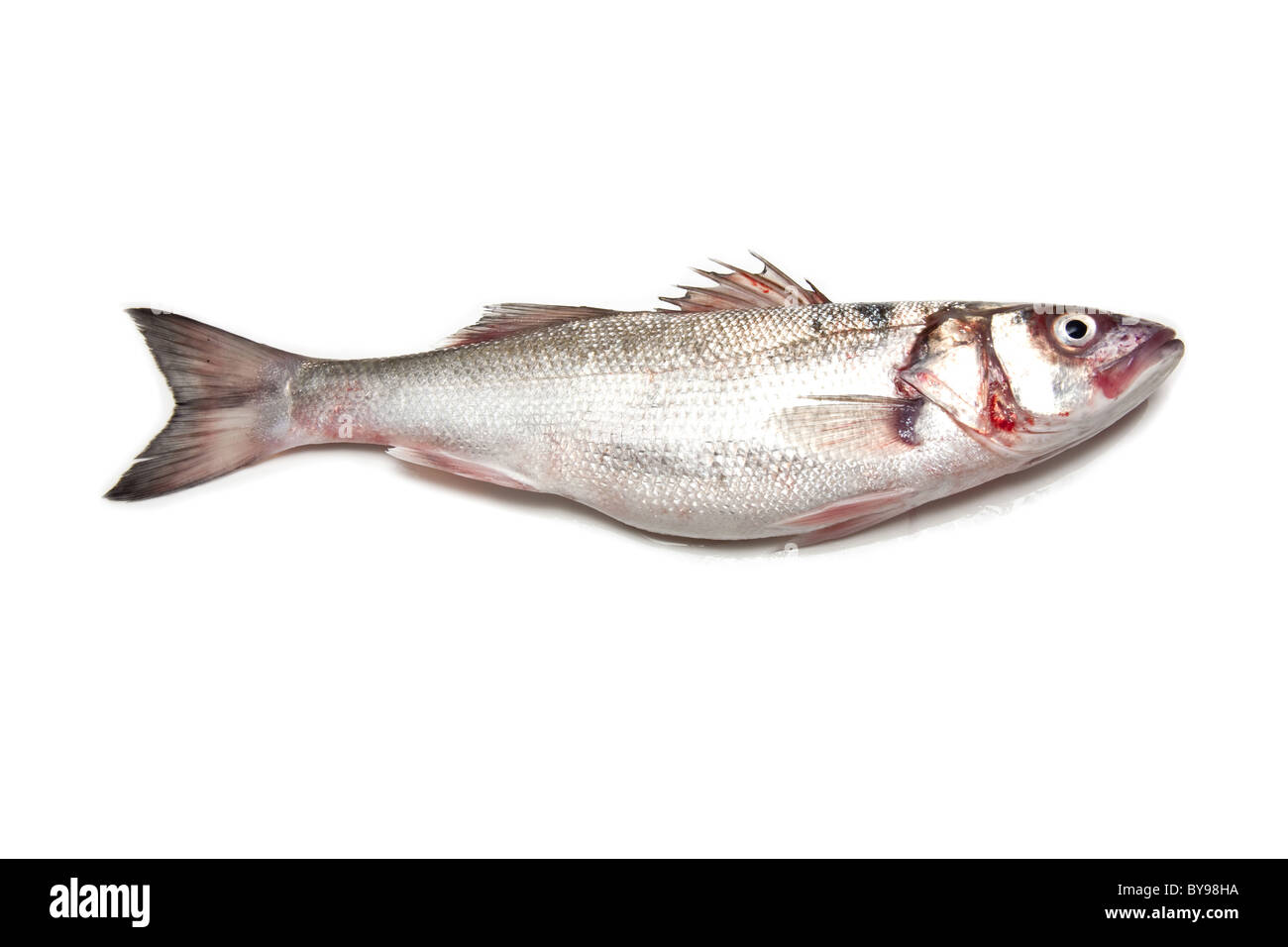 Sea Bass fish isolated on a white studio background Stock Photo - Alamy