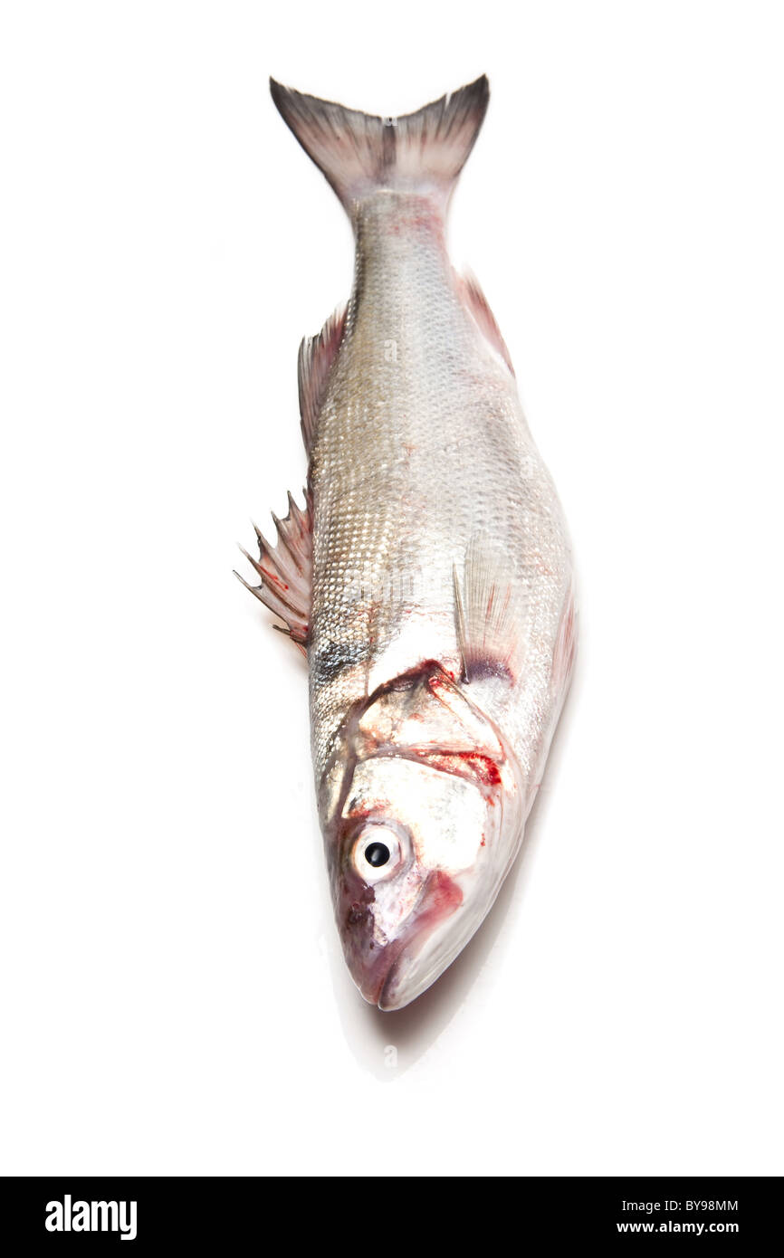 British bass fish hi-res stock photography and images - Alamy