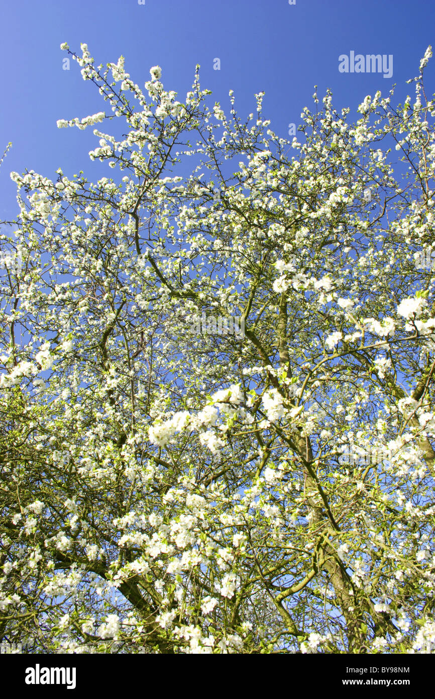 Yorkshire apple hi-res stock photography and images - Alamy