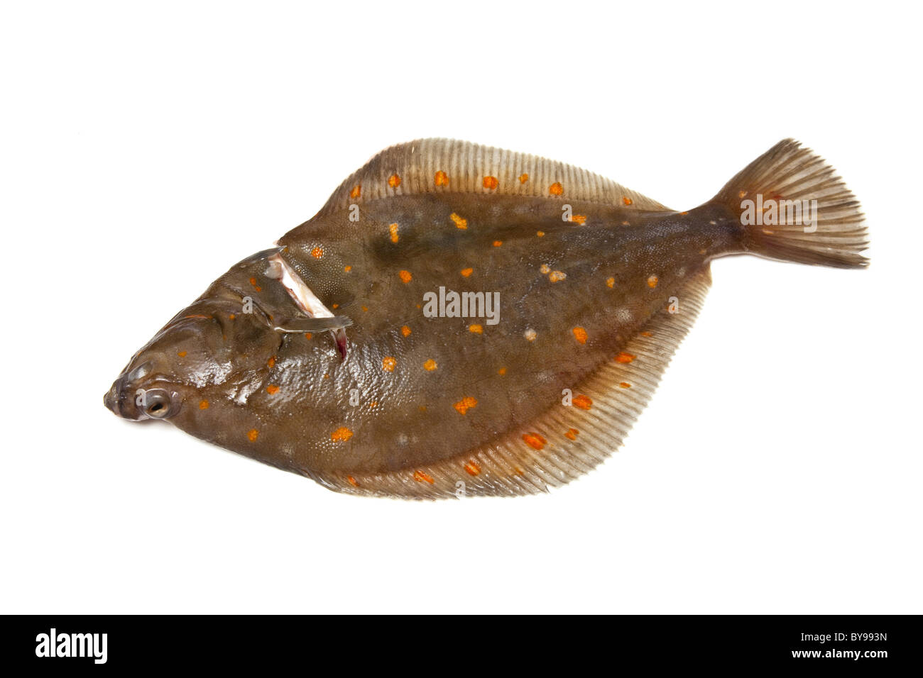 Plaice flatfish isolated on a white studio background Stock Photo - Alamy