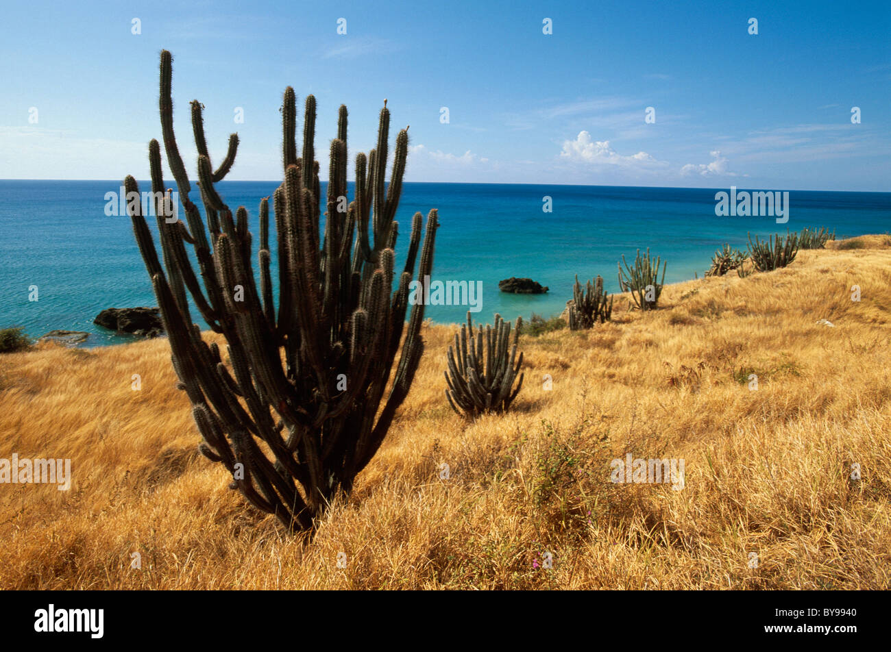 cactus near Cajobabo, Province Guantanamo, Cuba Stock Photo - Alamy