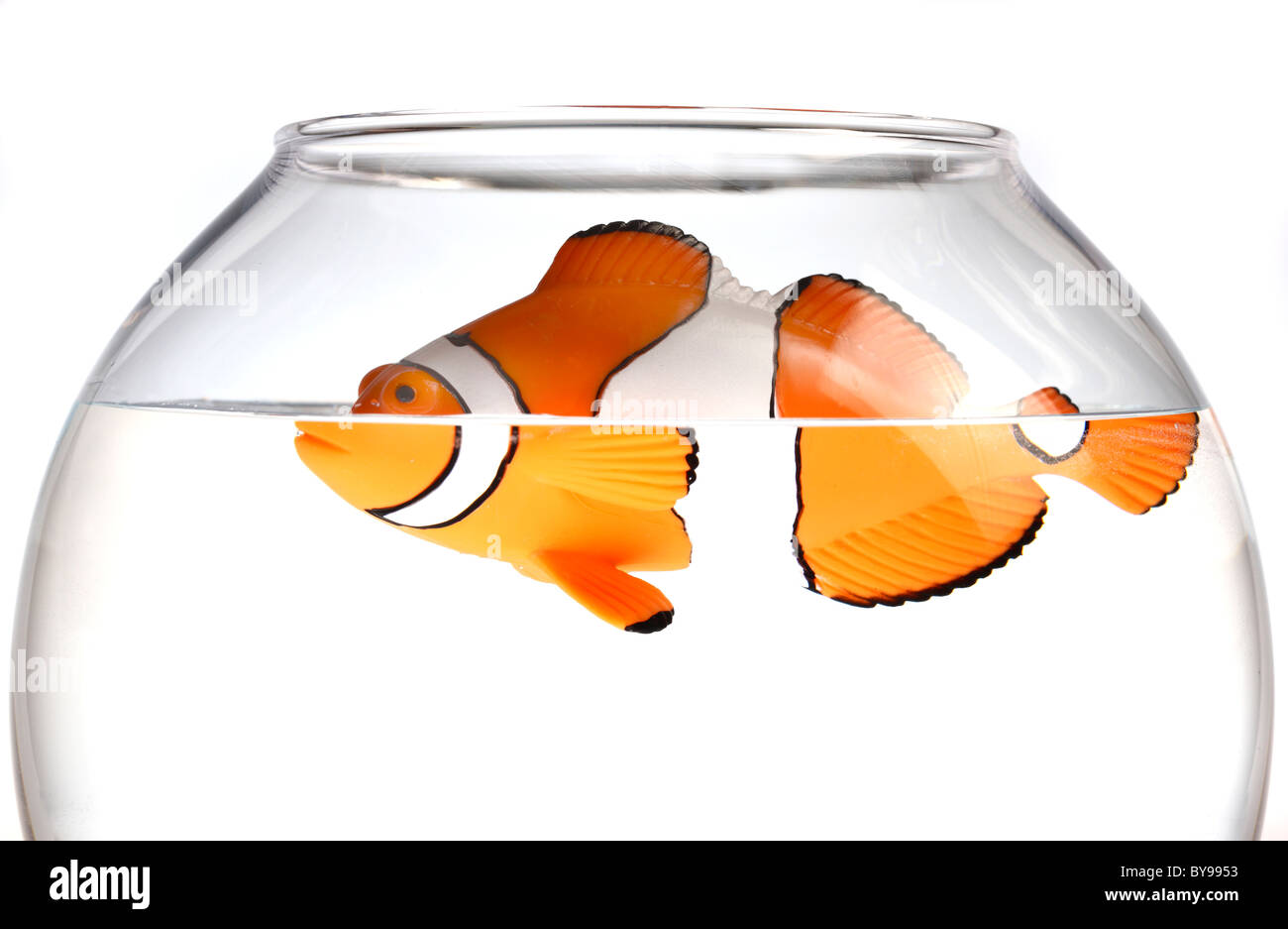 Clown fish, Nemo, in a fish bowl Stock Photo - Alamy