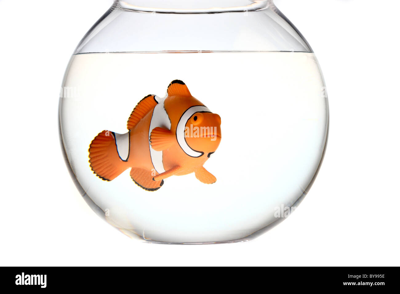 Clown fish, Nemo, in a fish bowl Stock Photo - Alamy
