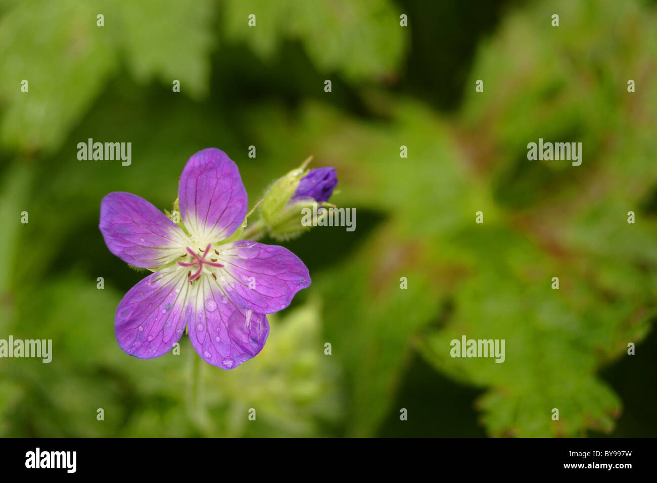 Wood Cranesbill (Geranium sylvaticum), summer, Yorkshire Dales, UK ...