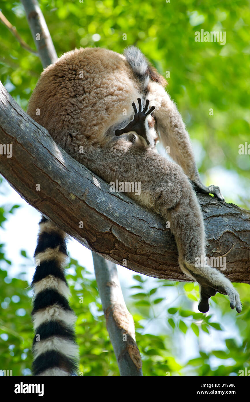 Tail ring tailed lemurs hi-res stock photography and images - Alamy