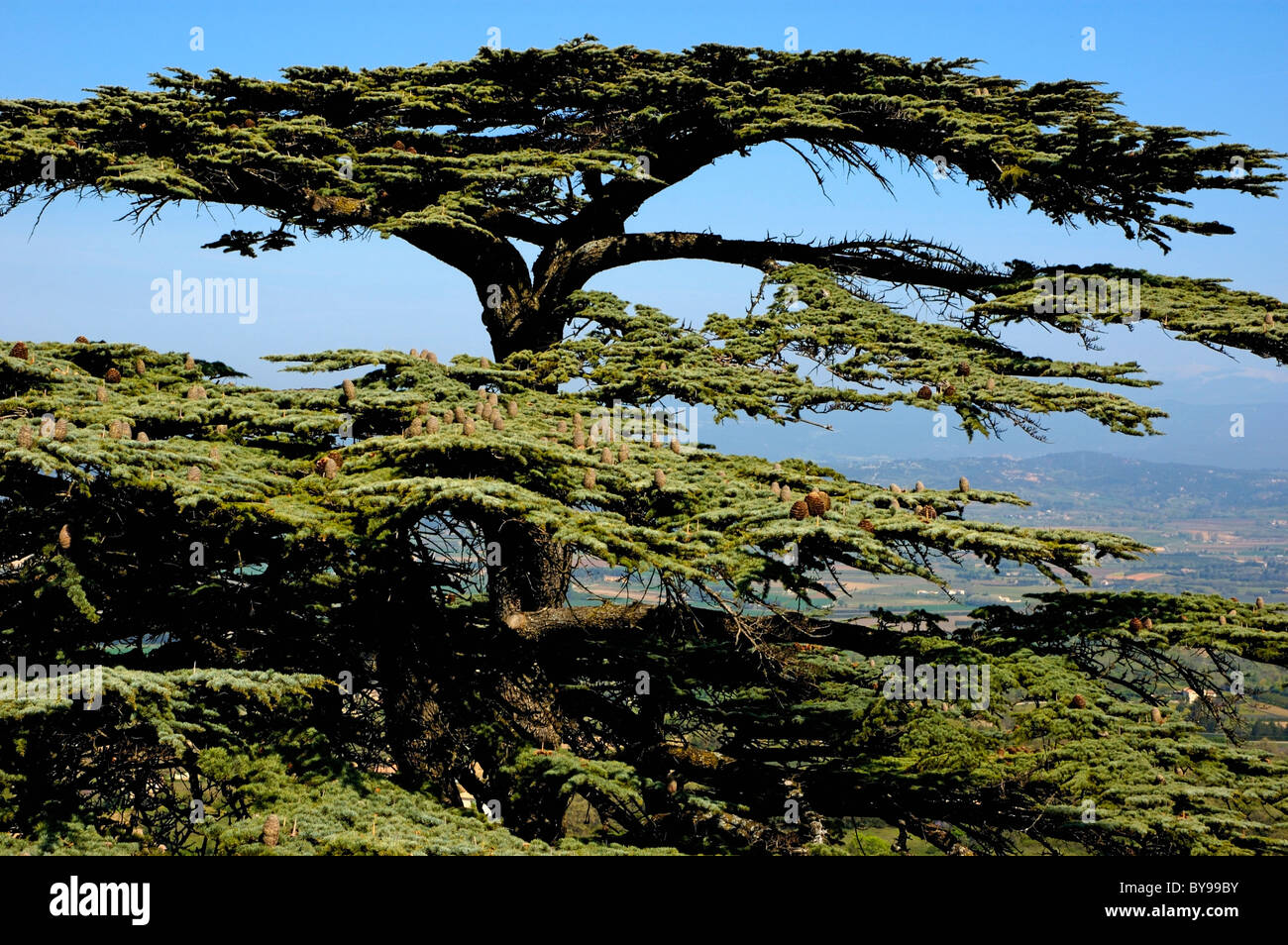 France provence luberon bonnieux village a beautiful cedar tree, seen ...