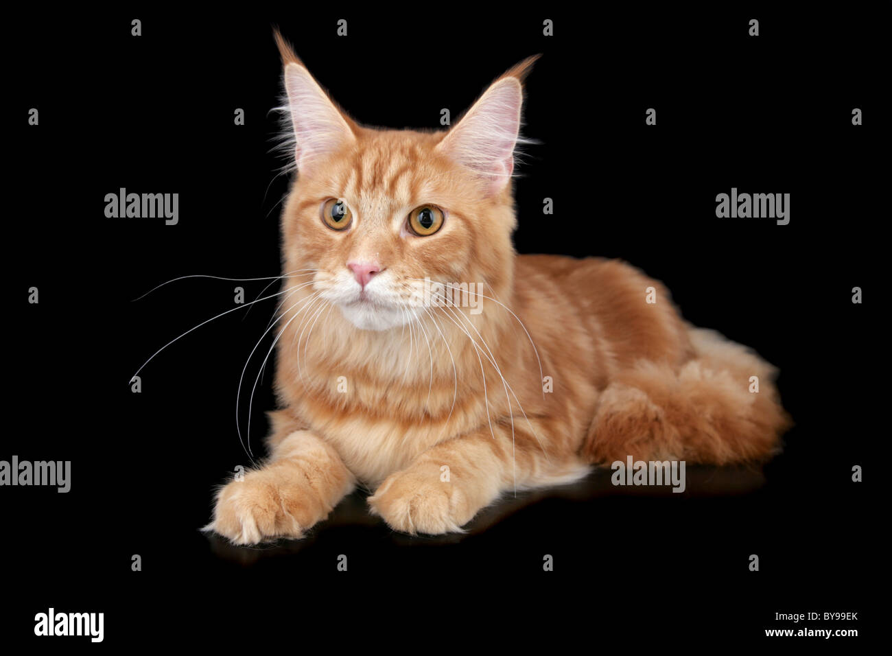 Main Coon cat on black Stock Photo - Alamy