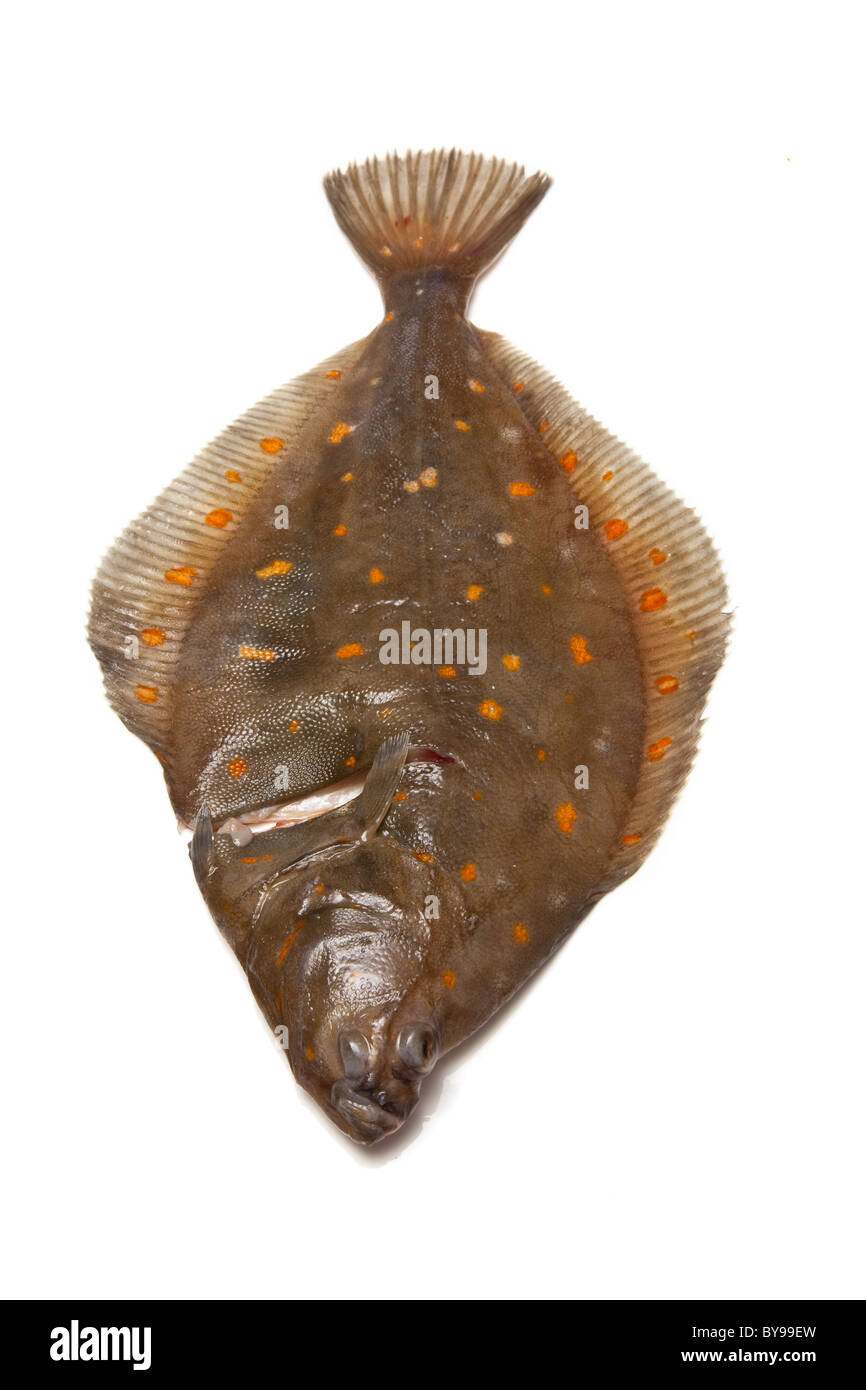 Plaice flatfish isolated on a white studio background Stock Photo - Alamy