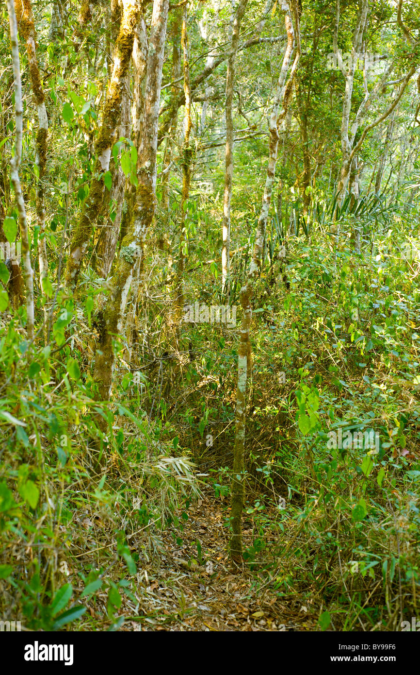 Dense Vegetation High Resolution Stock Photography and Images - Alamy
