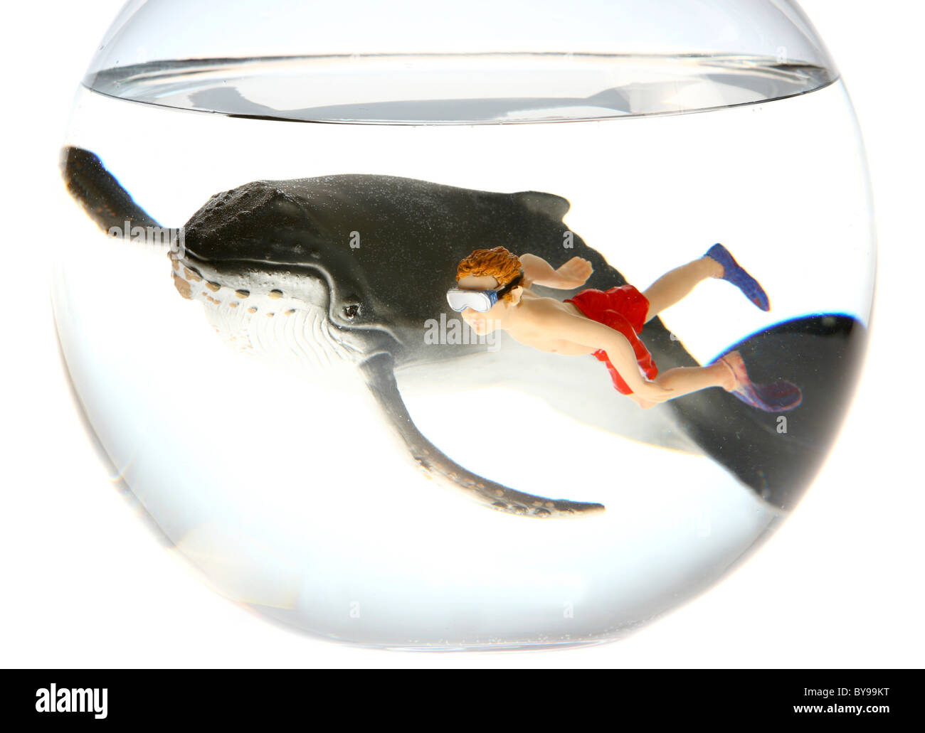 Swimmer with mask and flippers with a humpback whale in a fish bowl ...