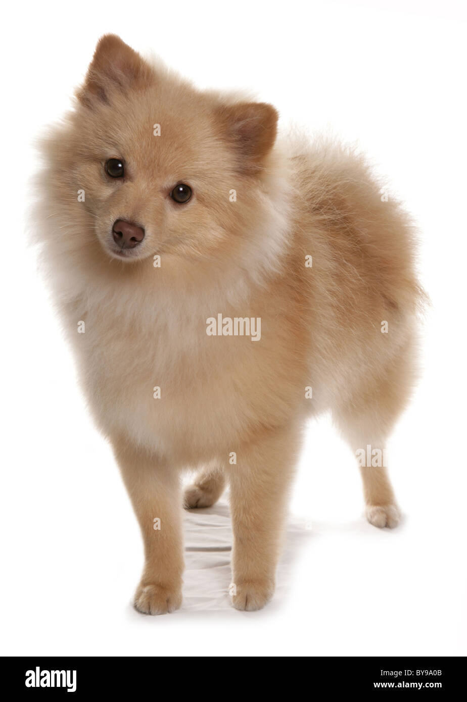 Spitz dog Single adult dog standing Studio Stock Photo - Alamy
