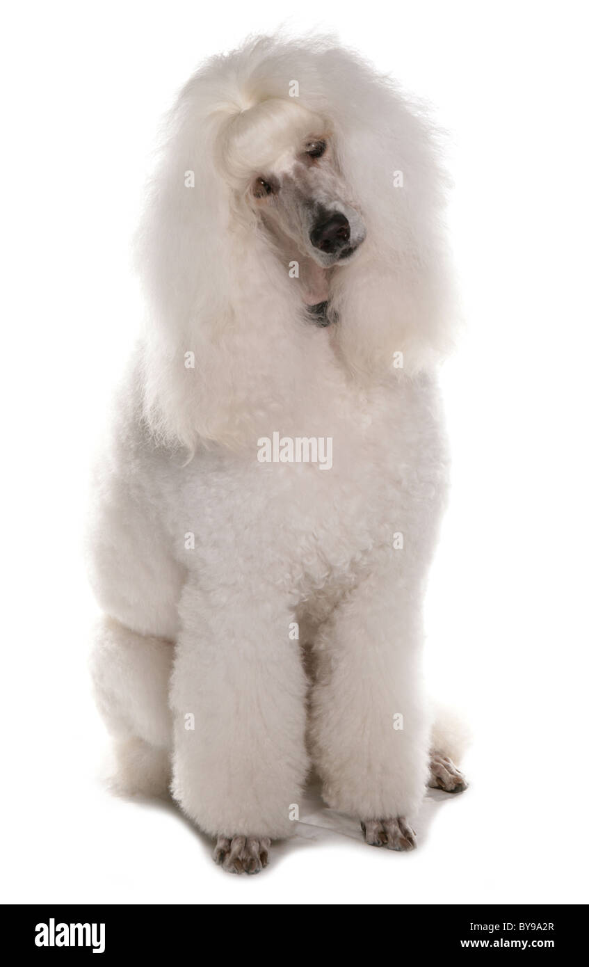 White Standard Poodle Puppy Cut