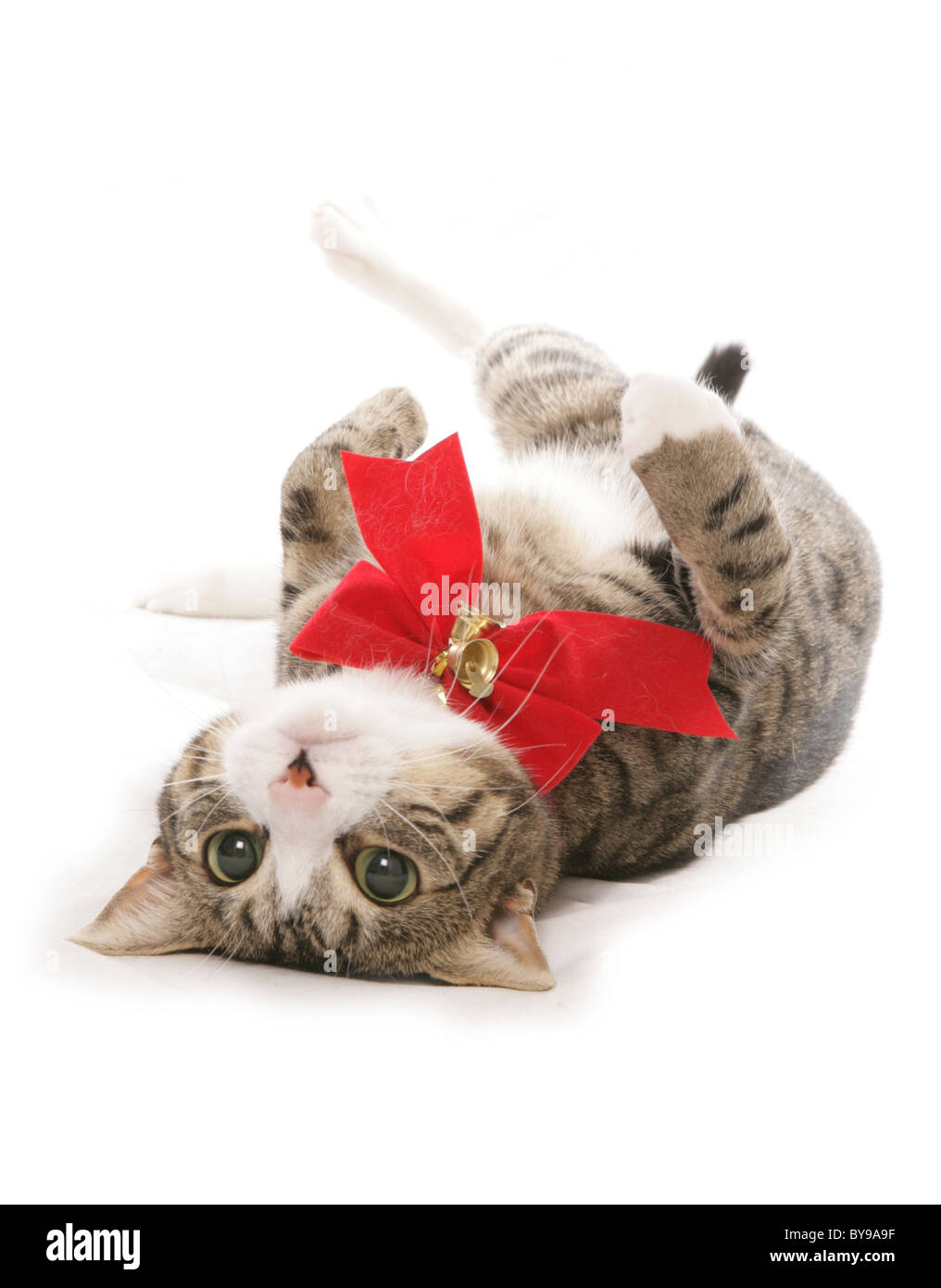 Adult cat playing hi-res stock photography and images - Alamy