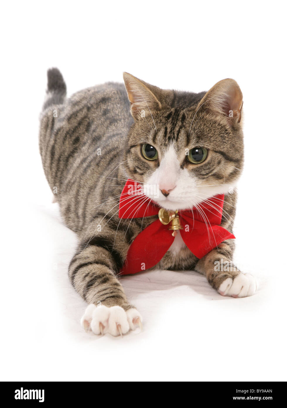 Adult cute cat Cut Out Stock Images & Pictures - Alamy