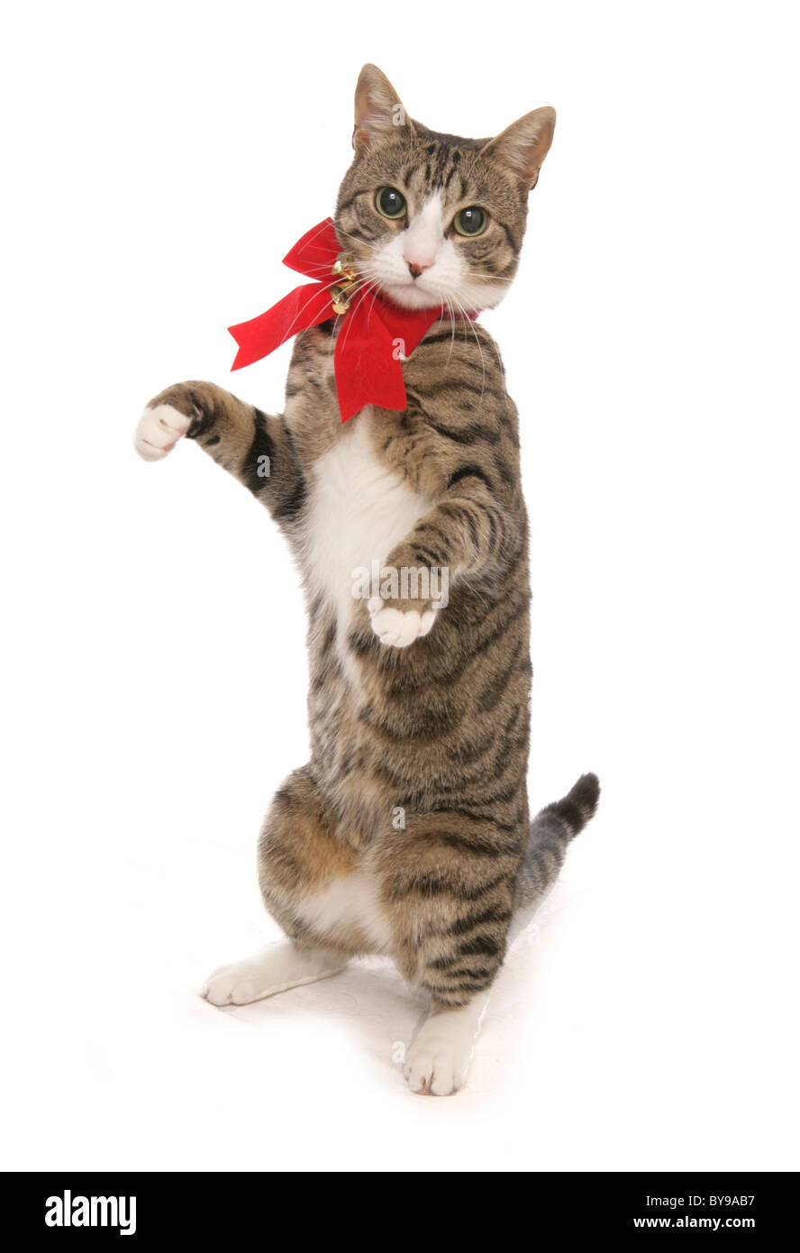 Moggy Cat Single adult female playing Studio Stock Photo - Alamy