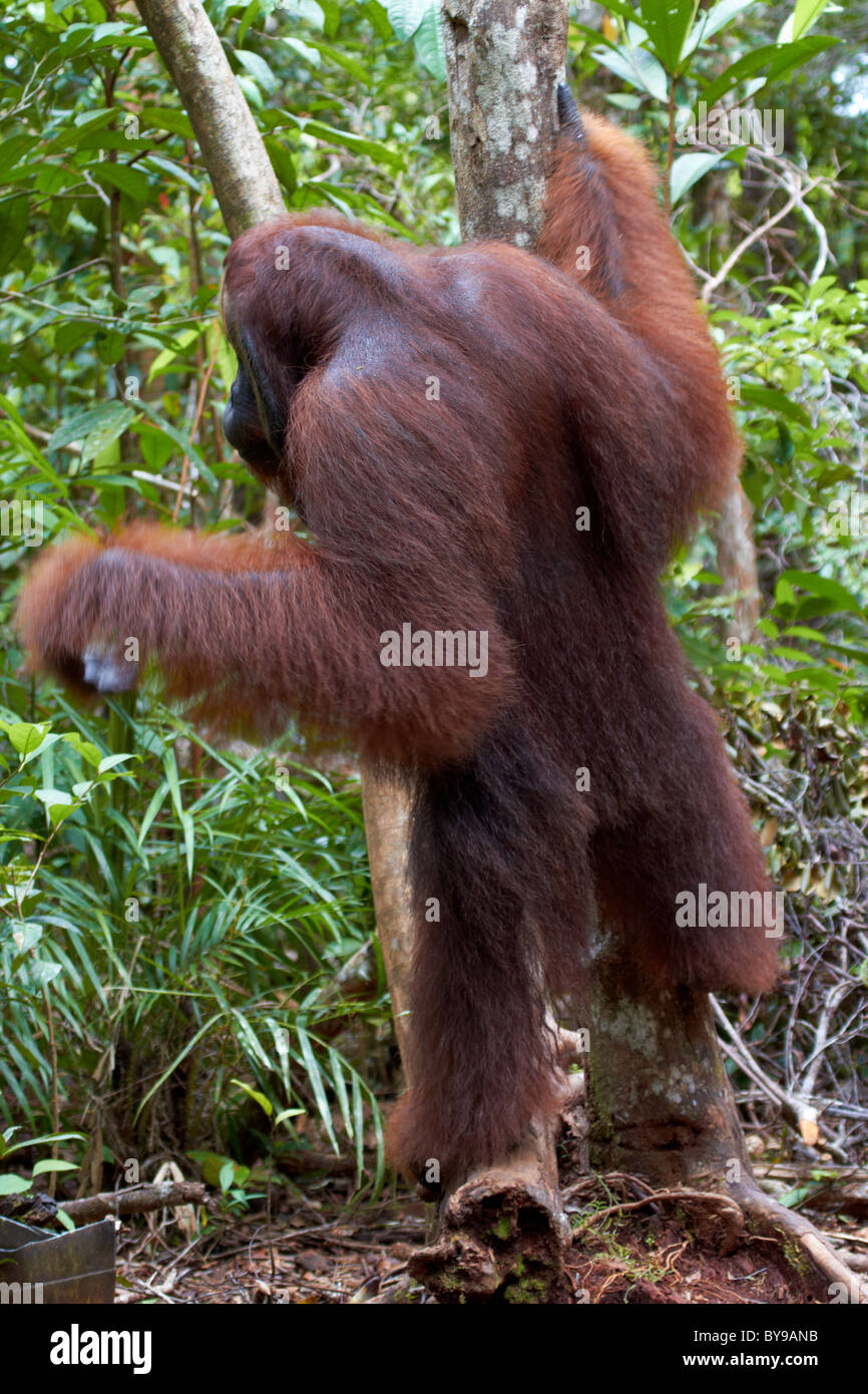 Male Orangutan in rainforest showing huge muscles Stock Photo - Alamy