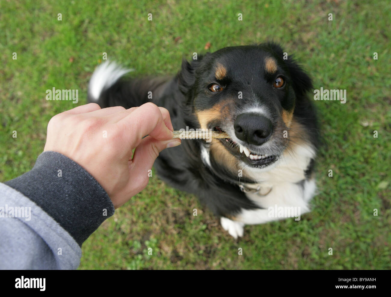 Border collie cross hi-res stock photography and images - Alamy