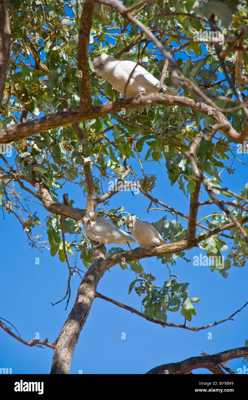 australian birds in the tropical area, northern territory Stock Photo ...