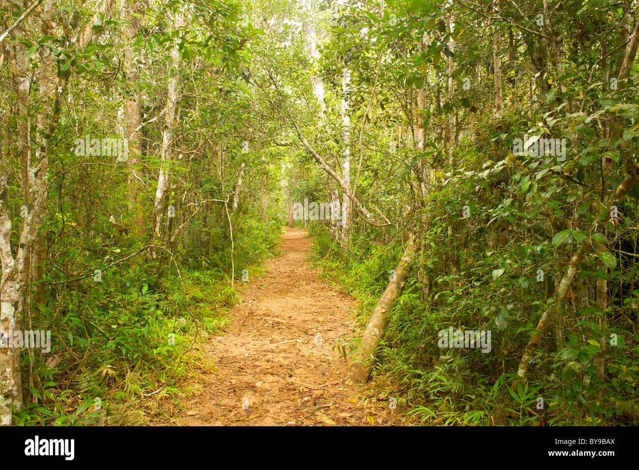 Walking trail in rainforest hi-res stock photography and images - Alamy