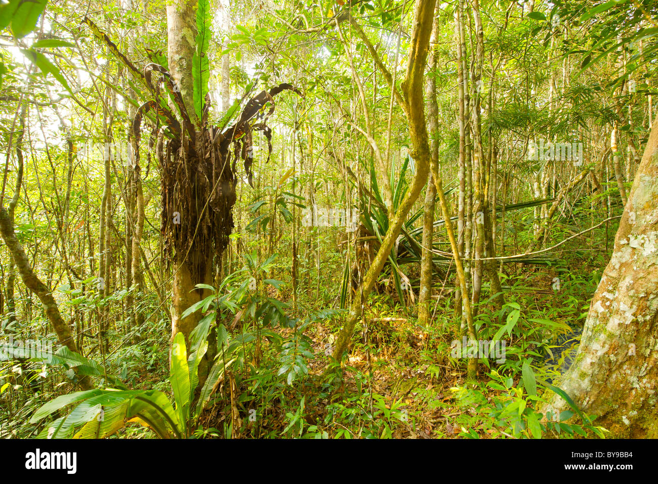 The secondary rainforest in Andasibe-Mantadia National Park in eastern ...