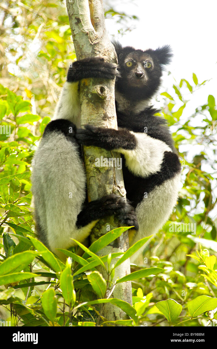 Indri madagascar hi-res stock photography and images - Alamy