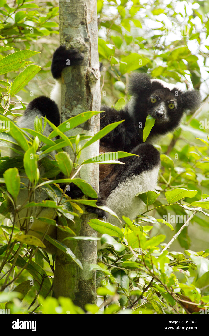 Indri madagascar hi-res stock photography and images - Alamy