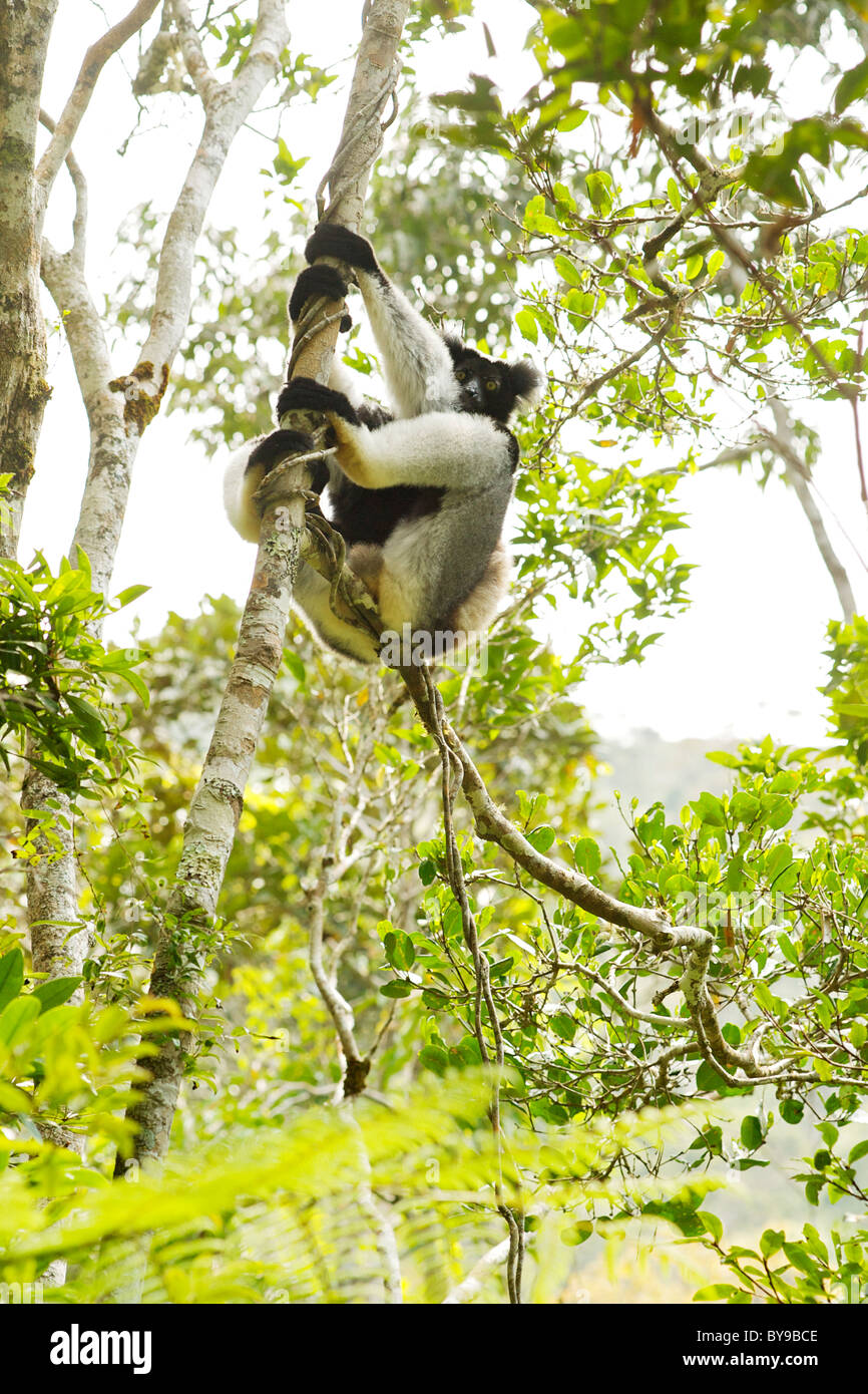Indri indri indri in andasibe mantadia hi-res stock photography and ...