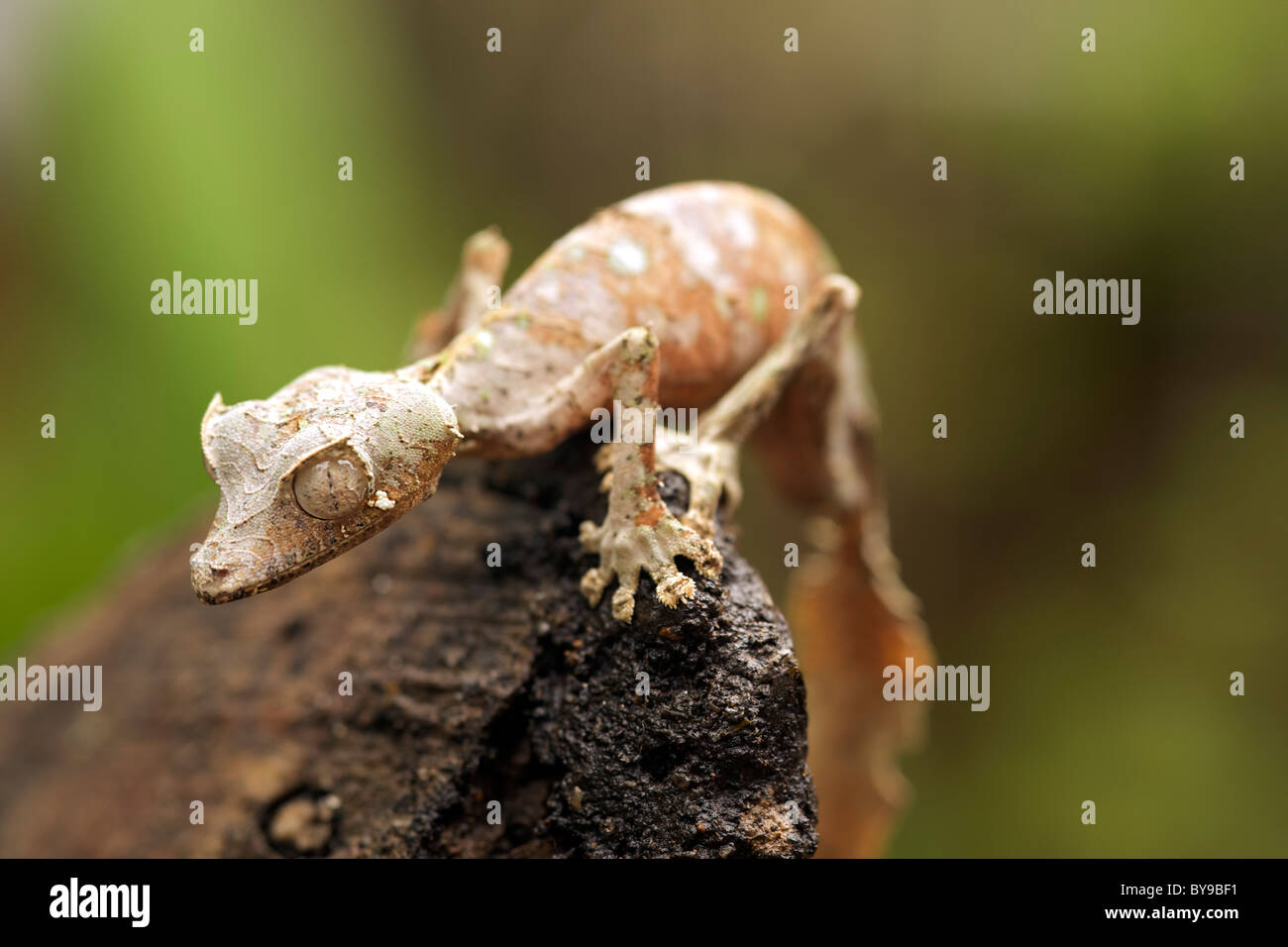 'Satanic' Leaf-tailed gecko (Uroplatus phantasticus) in eastern Stock ...