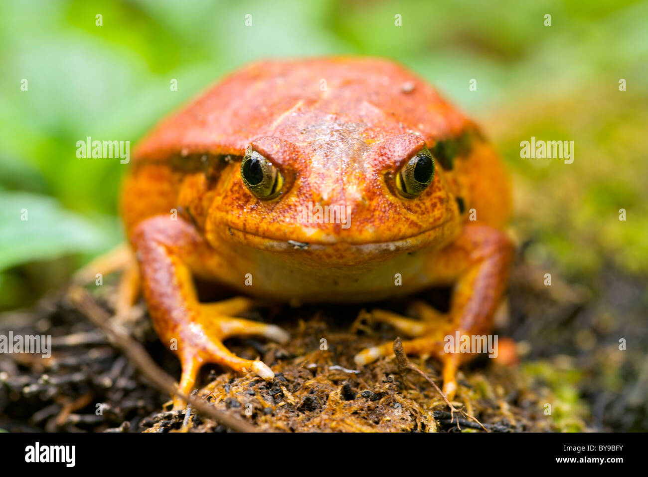 Tomato frog dyscophus antongilii madagascar hi-res stock photography ...
