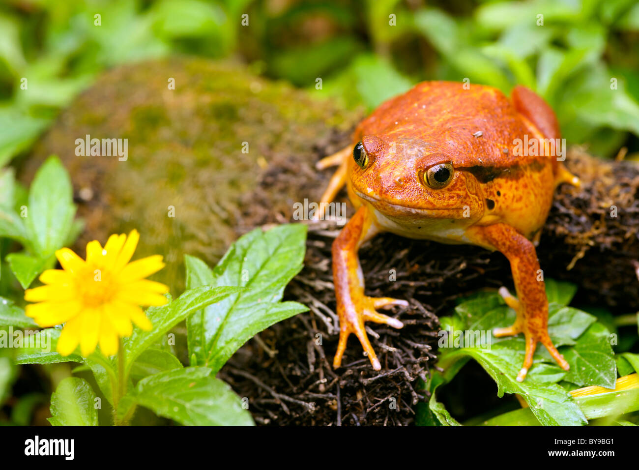 Tomato frog hi-res stock photography and images - Alamy