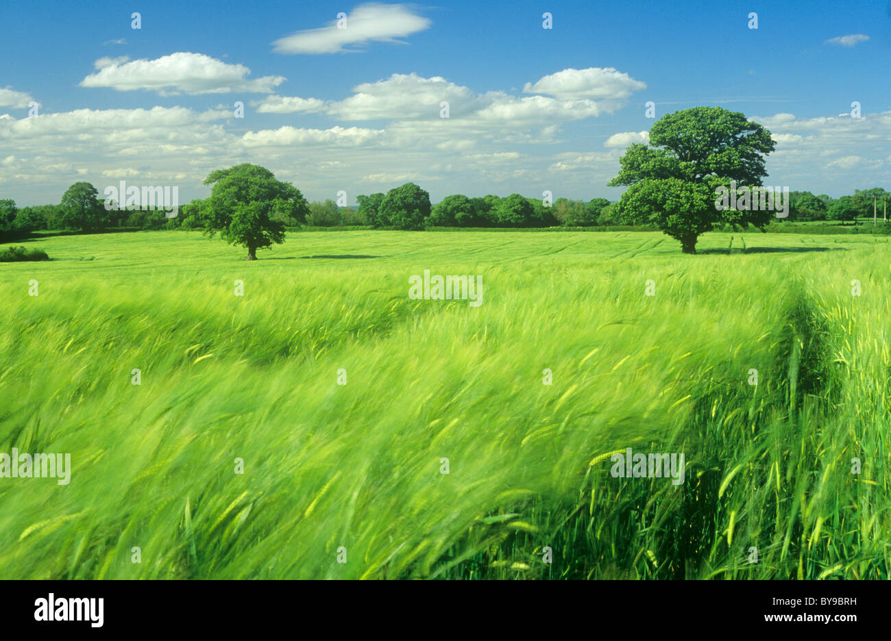 Barley field blowing in breeze, Oak trees, English summer scene, South ...