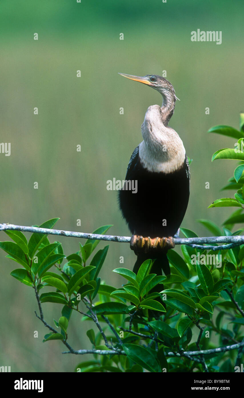 Anhinga, Anhinga anhinga, Everglades, Florida Stock Photo - Alamy