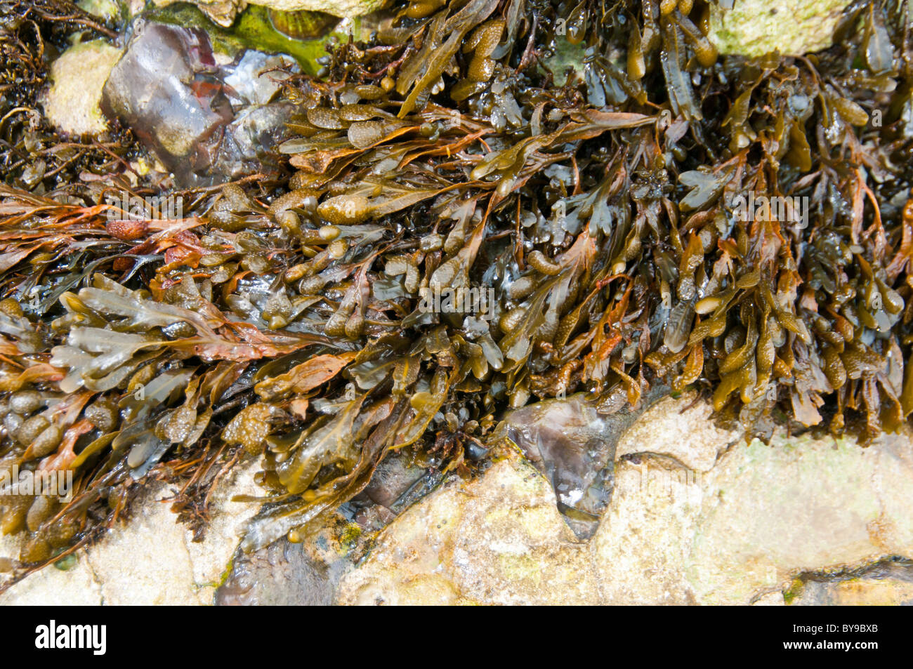 Bladder stones hi-res stock photography and images - Alamy